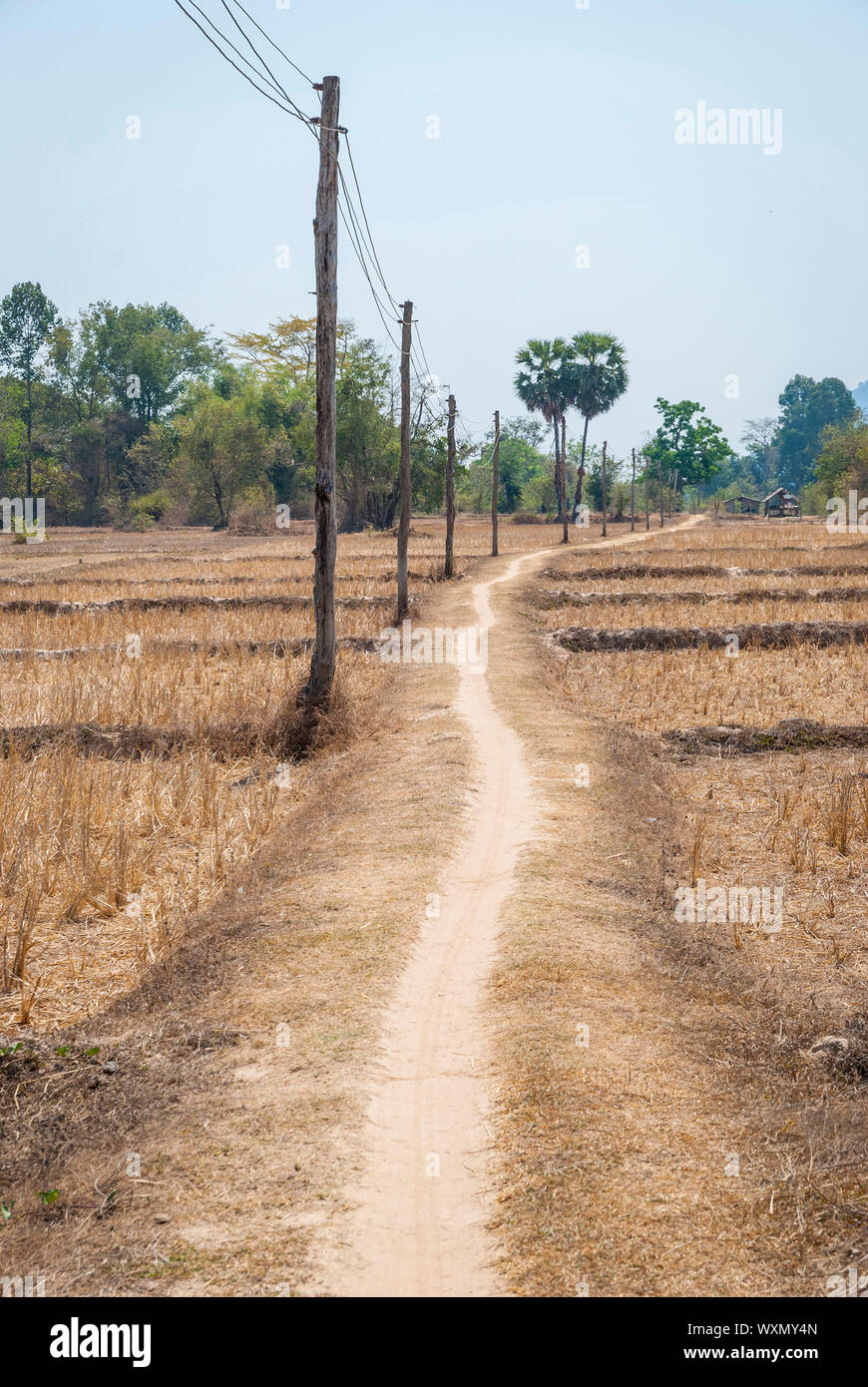 Dry rice paddies, Don Det island, Laos Stock Photo - Alamy
