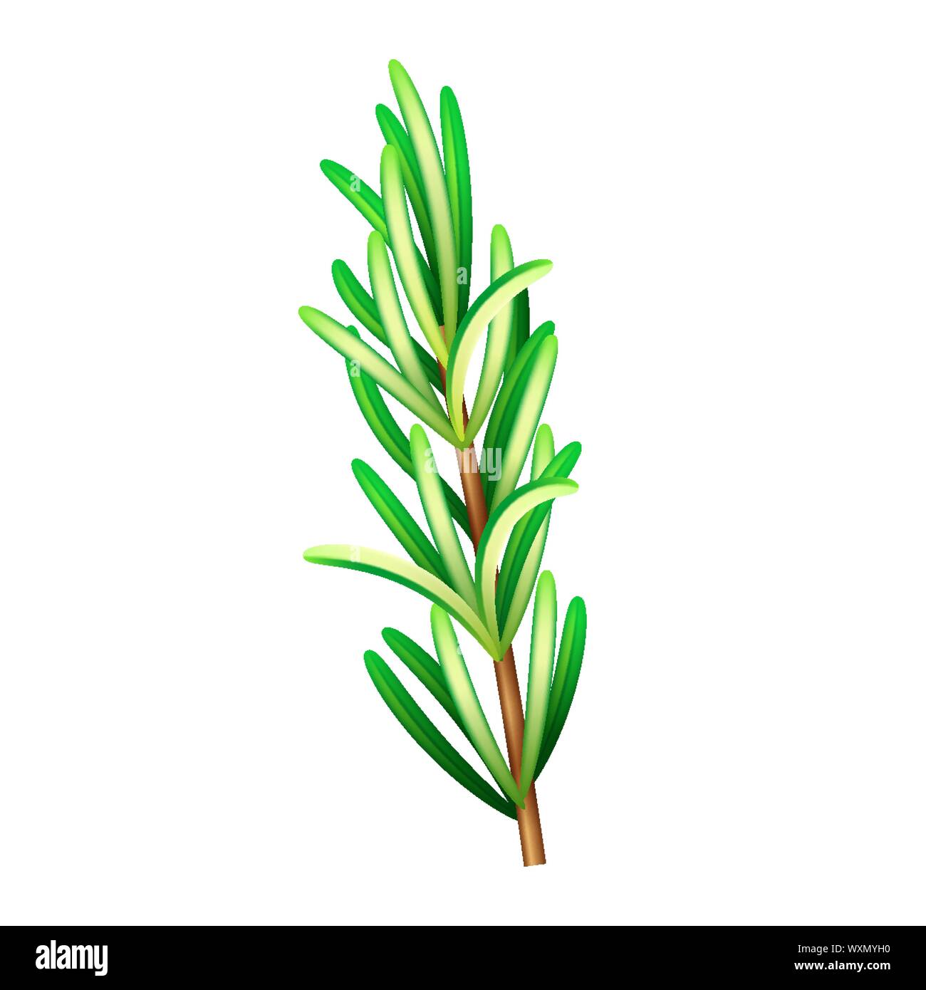 Realistic fresh rosemary herb. Isolated vector element for advertising ...