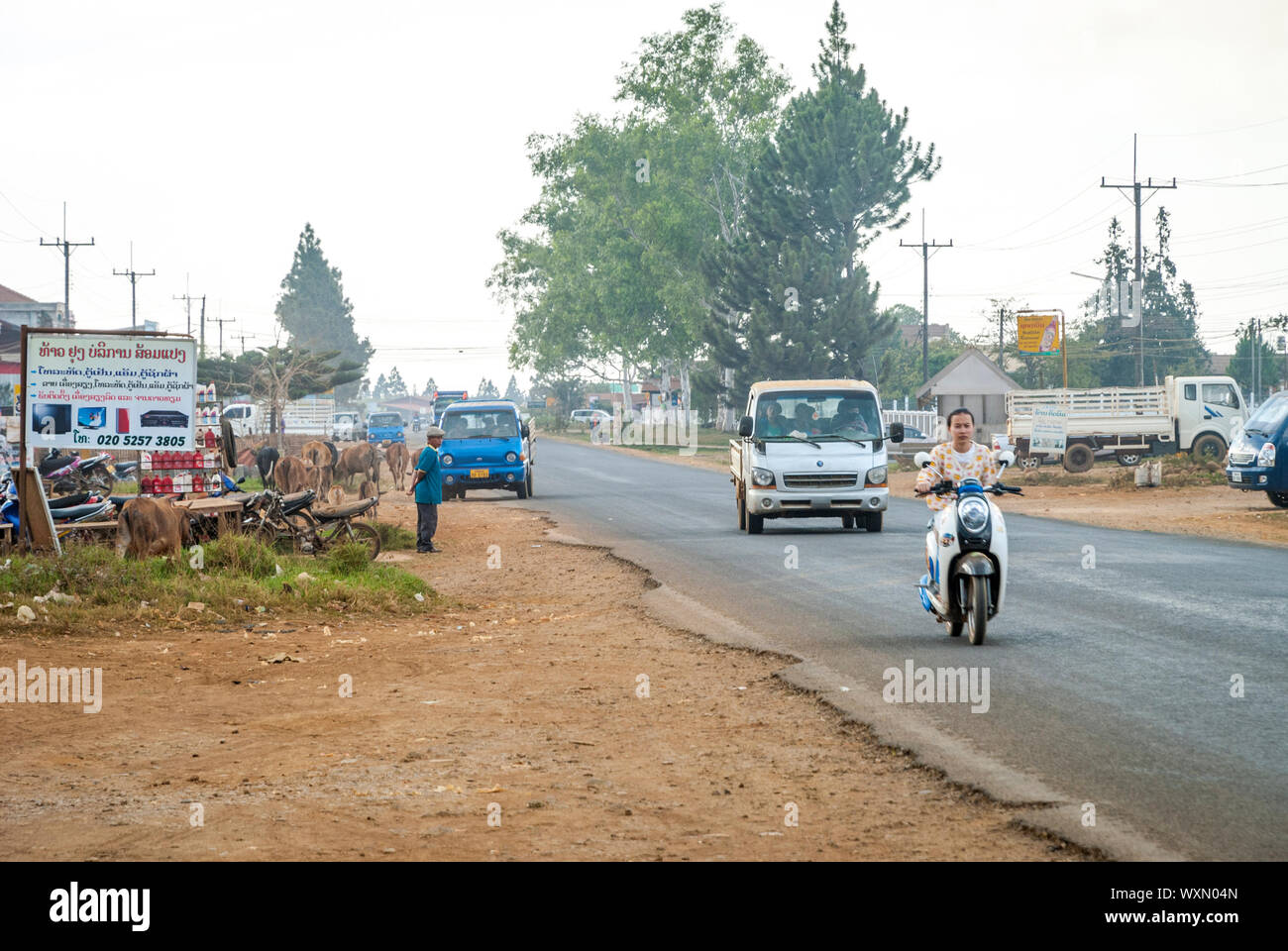 Paksong, Laos - Feb 2016: Local traffic and cows on main road to ...