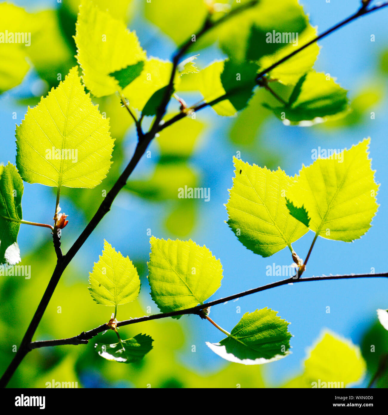 Green spring birch leaves background Stock Photo - Alamy