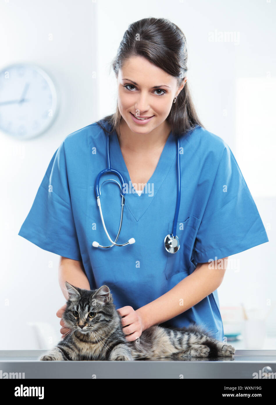 Veterinarian doctor making a checkup of a cute beautiful cat Stock ...