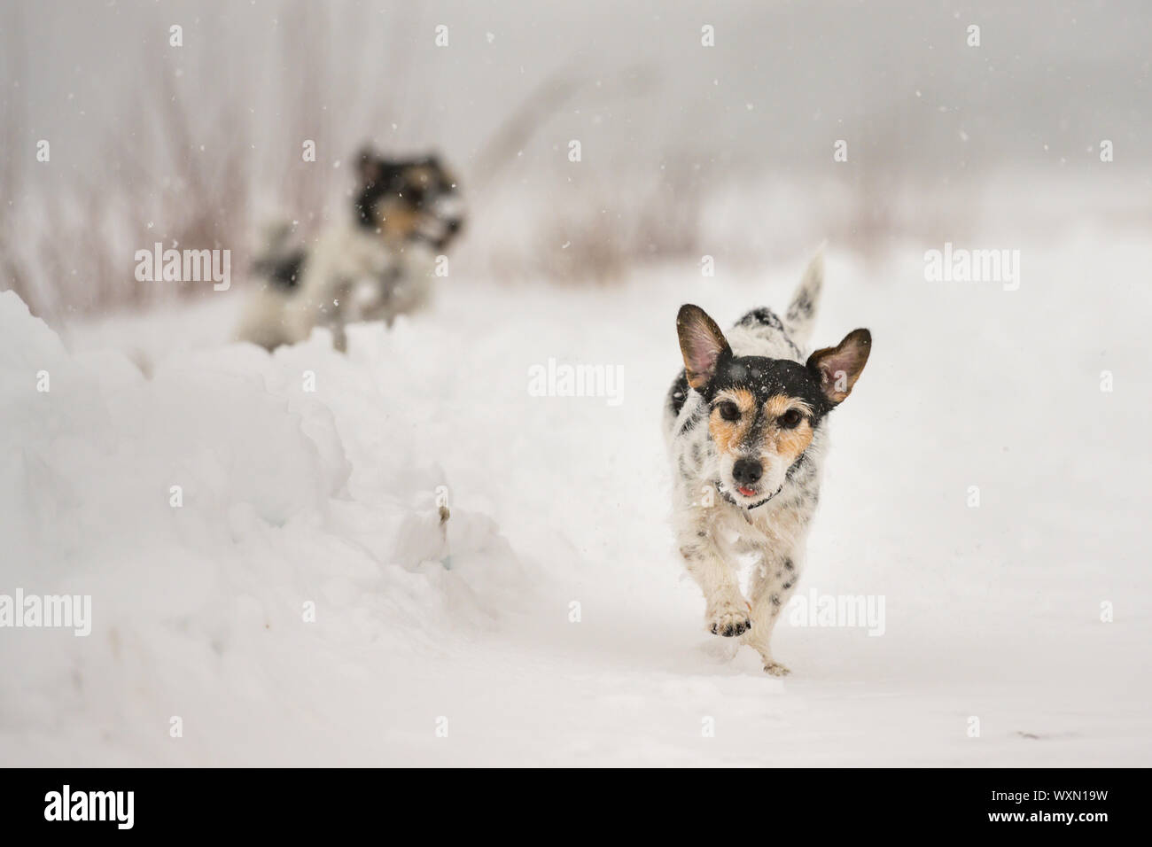 Jack Russell Terrier dog in the snow. funny dogs are running in front ...