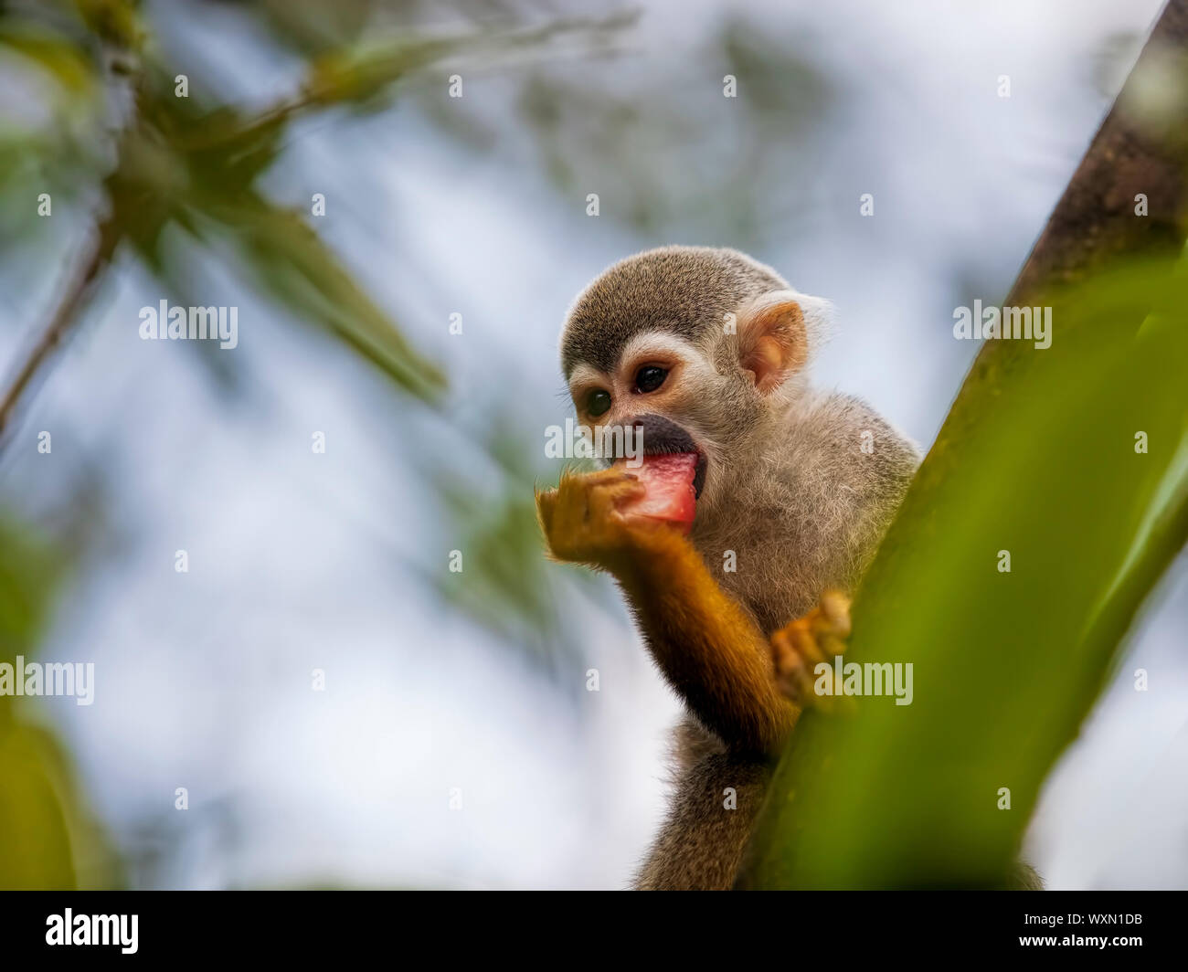 Monkey squirrel hi-res stock photography and images - Alamy