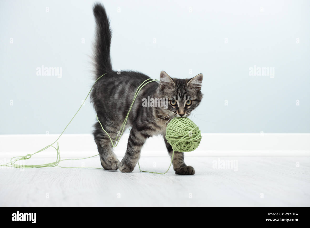 Funny cat playing ball wool yarn hi-res stock photography and images ...