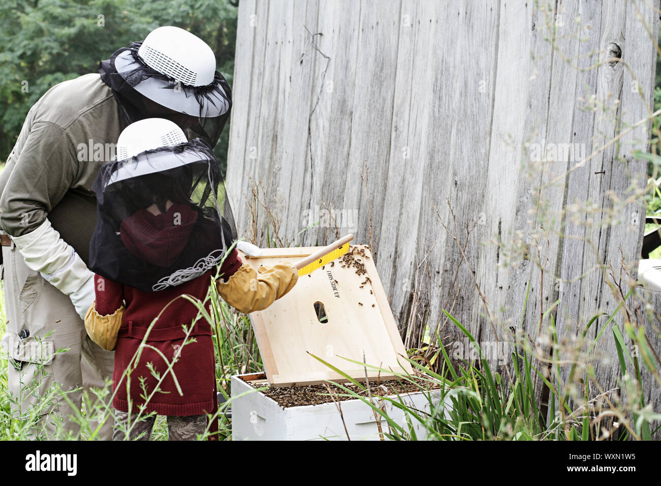 Father and daughter working on bee hive together Stock Photo - Alamy