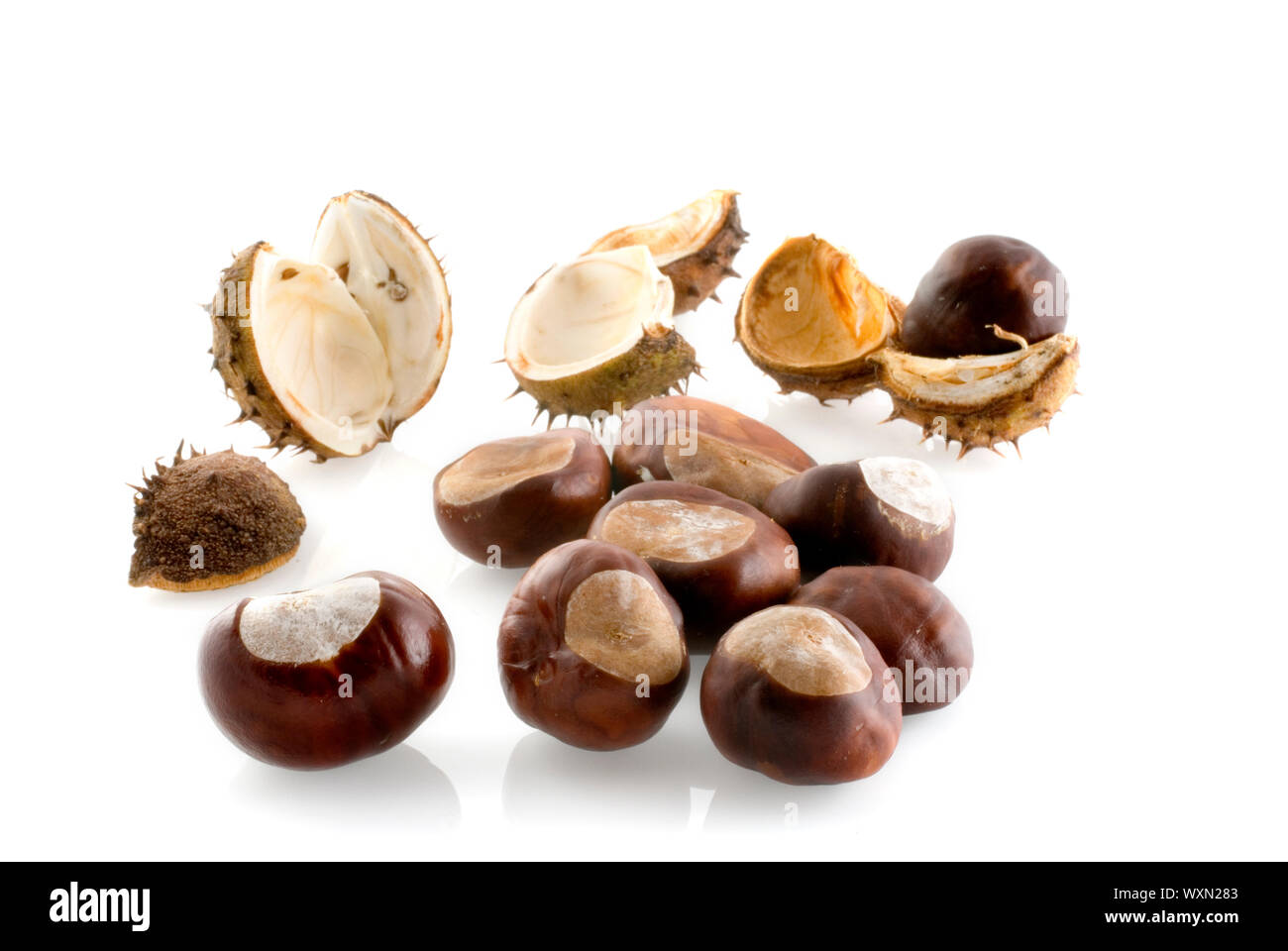 many chestnuts with husks in autumn Stock Photo - Alamy