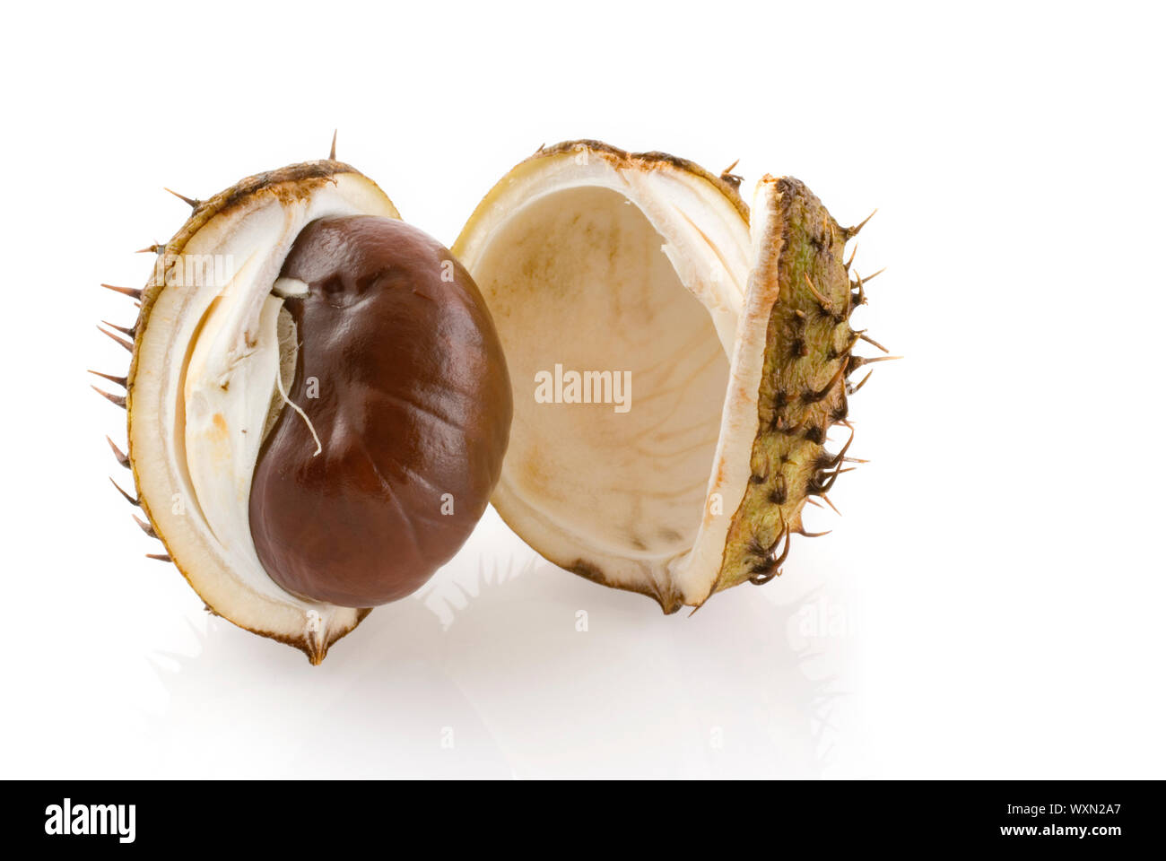 chestnut secure in husk Stock Photo - Alamy