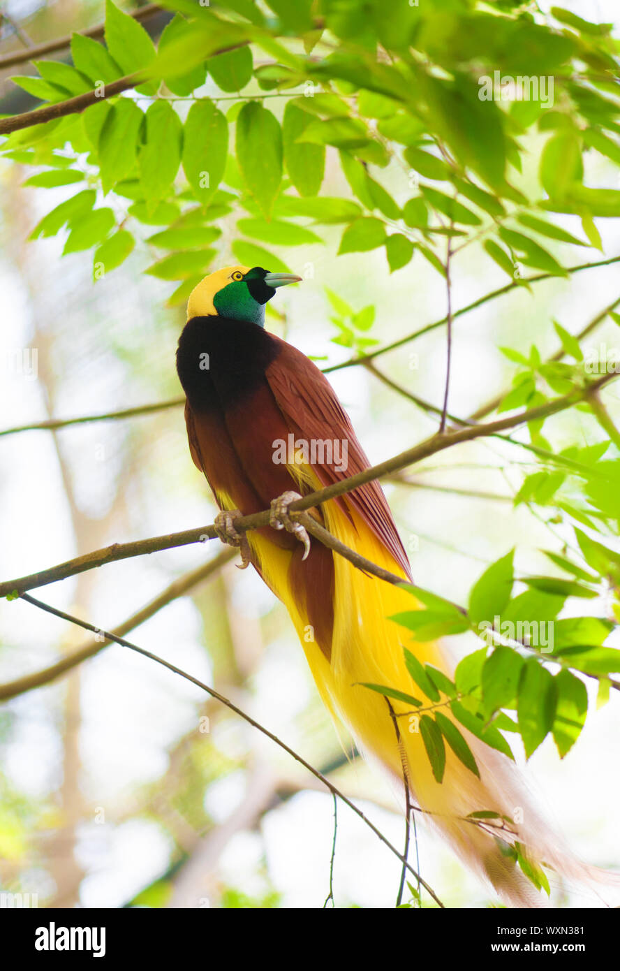 Bird of paradise in the jungle. One Of the most exotic birds in Papua ...