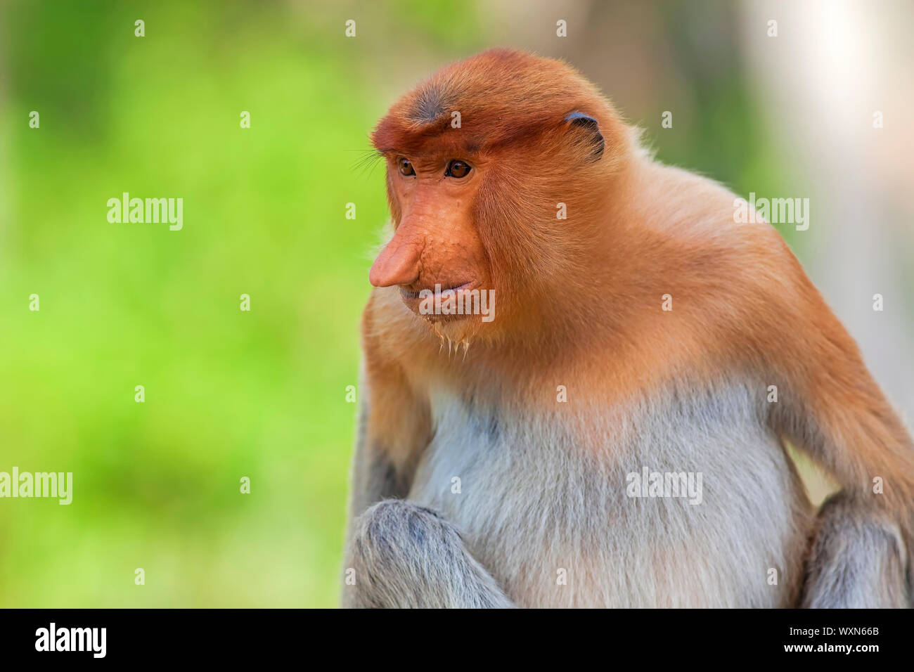 Proboscis monkey in the mangrove in Labuk Bay, Borneo Stock Photo - Alamy