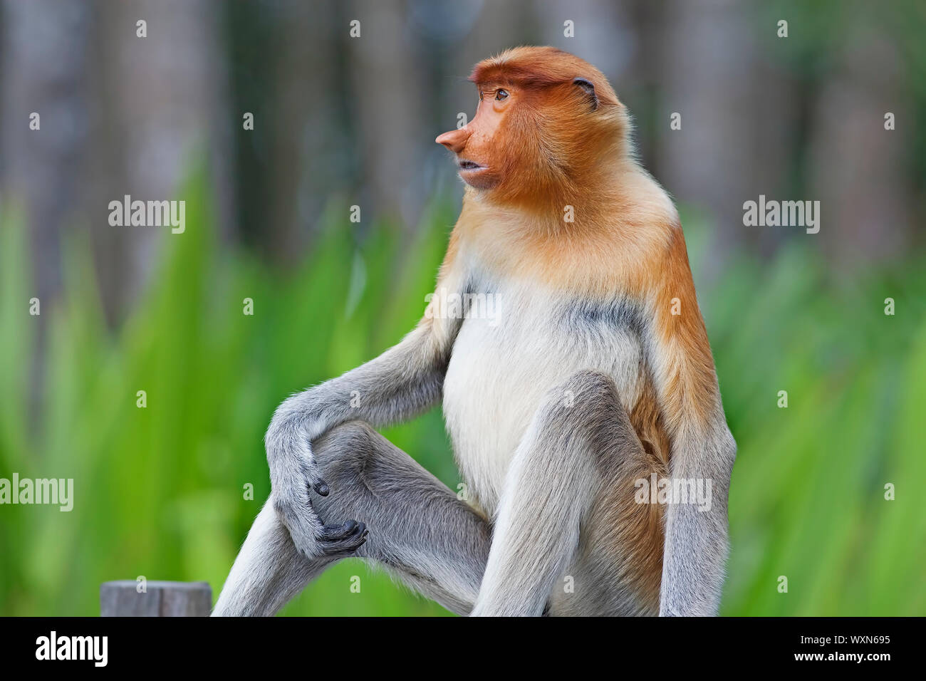 Proboscis monkey in the mangrove in Labuk Bay, Borneo Stock Photo - Alamy