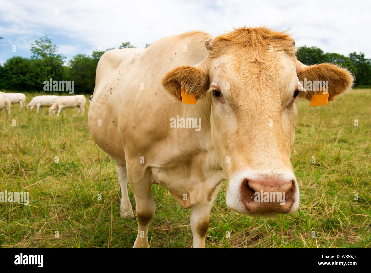 The French Charolais cows in green fields Stock Photo - Alamy