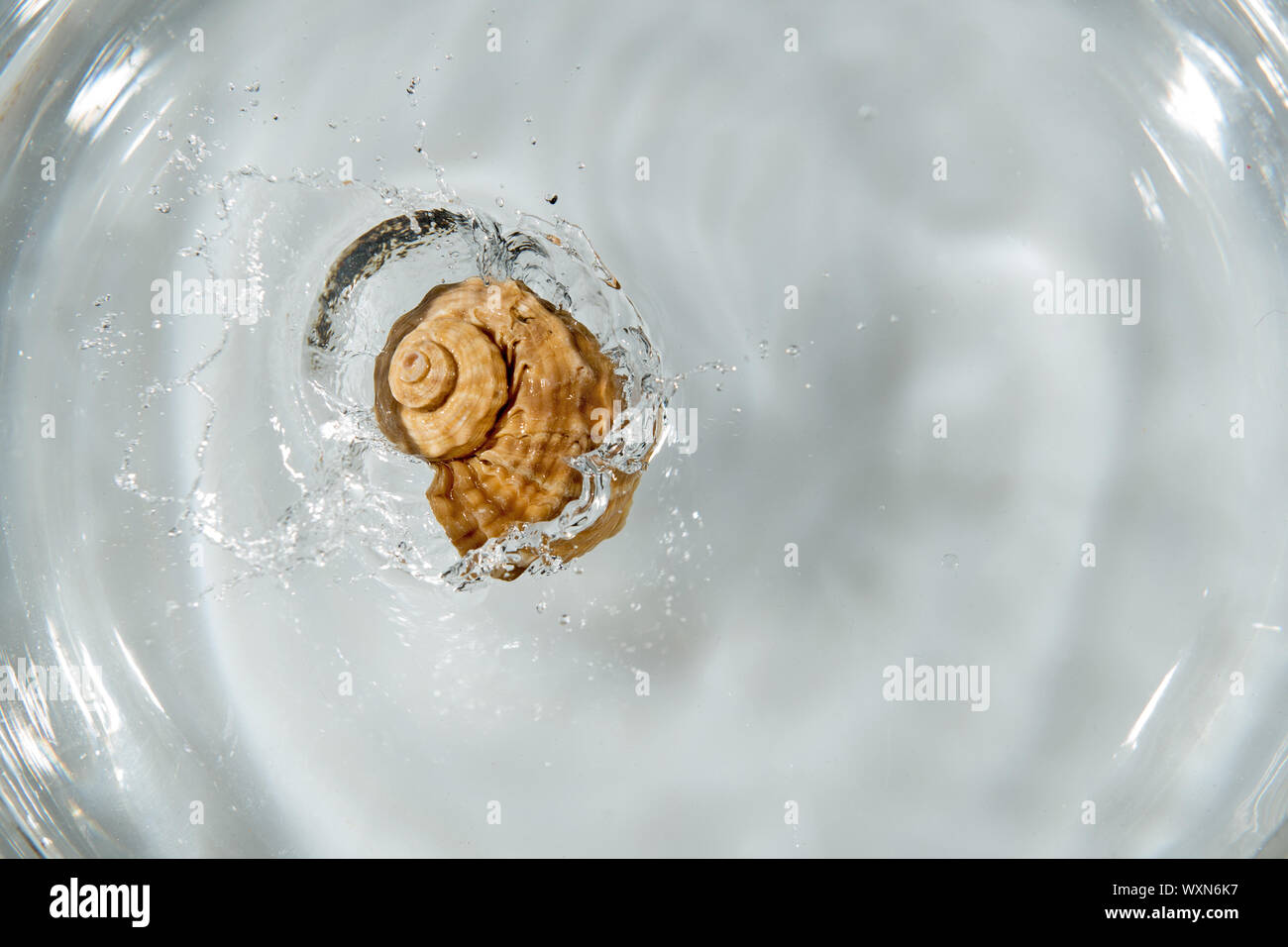 Shell falling in water Stock Photo - Alamy