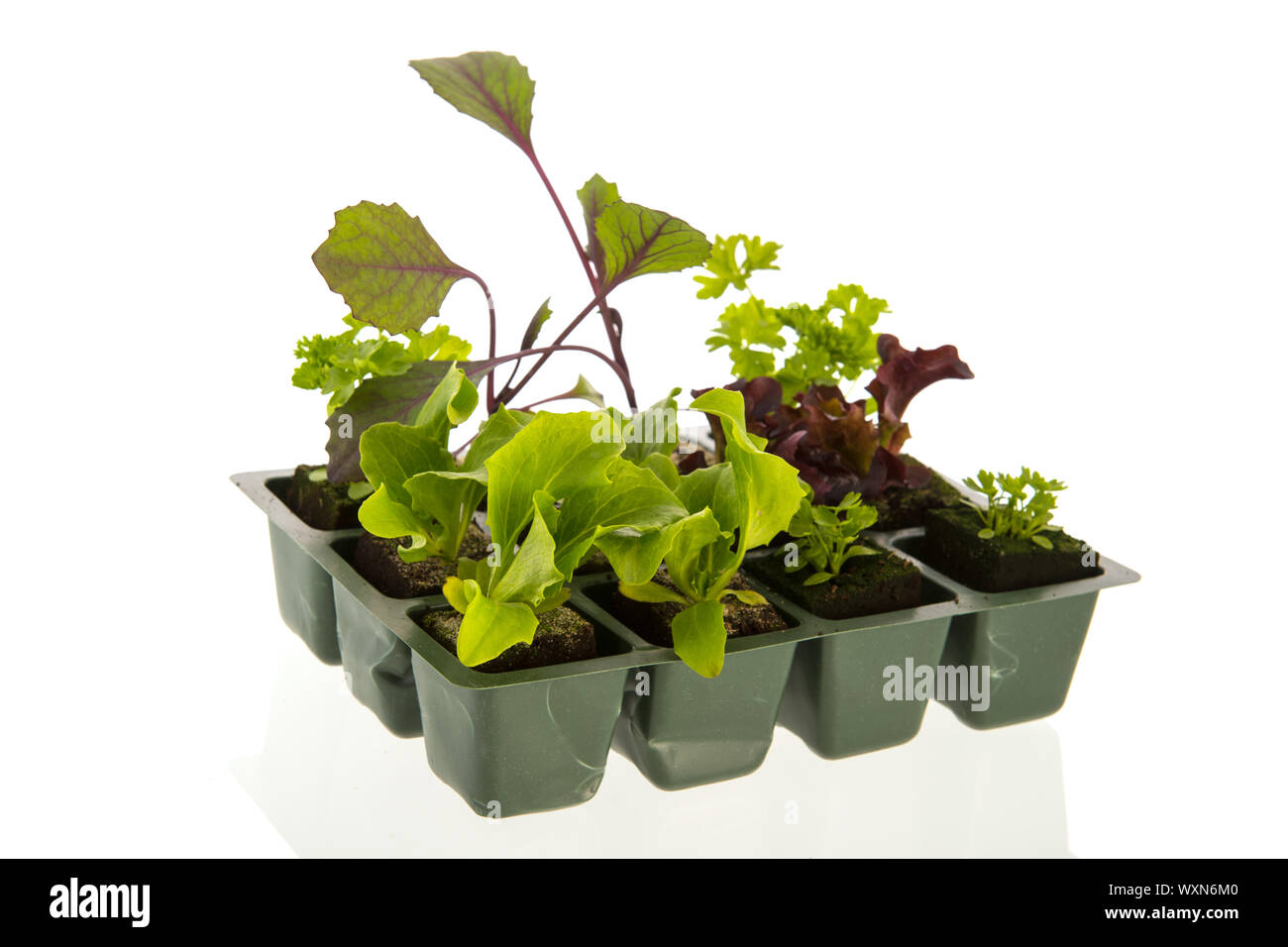 Vegetable and herb plants in plastic container Stock Photo - Alamy
