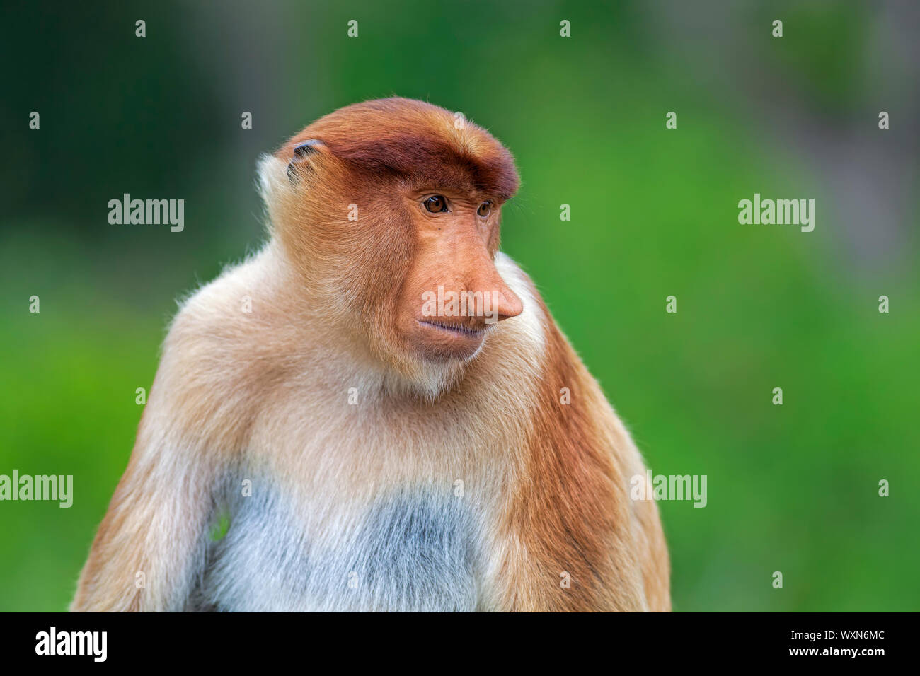 Proboscis monkey in the mangrove in Labuk Bay, Borneo Stock Photo - Alamy