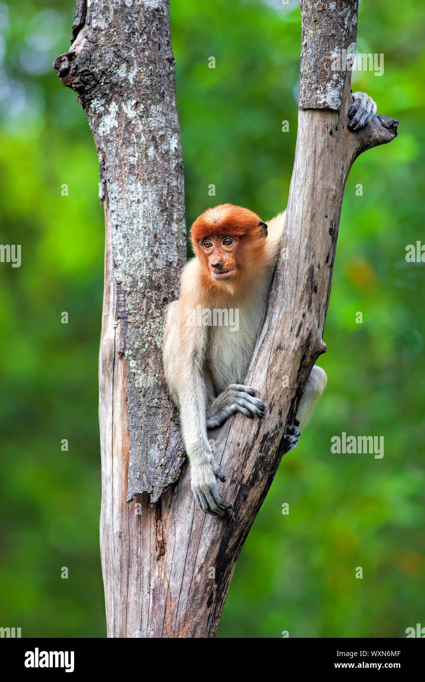 Proboscis monkey in the mangrove in Labuk Bay, Borneo Stock Photo - Alamy