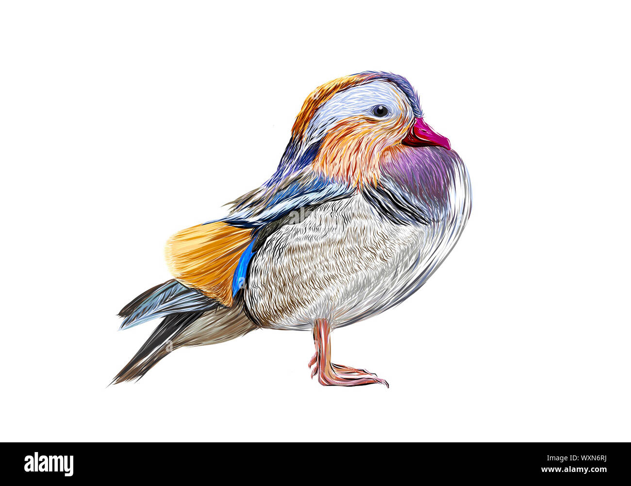 Mandarin Duck filled with beautiful color Stock Photo - Alamy