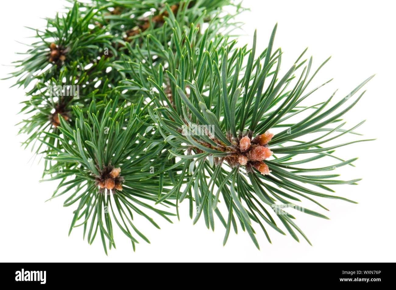 pine branch isolated on white background Stock Photo - Alamy