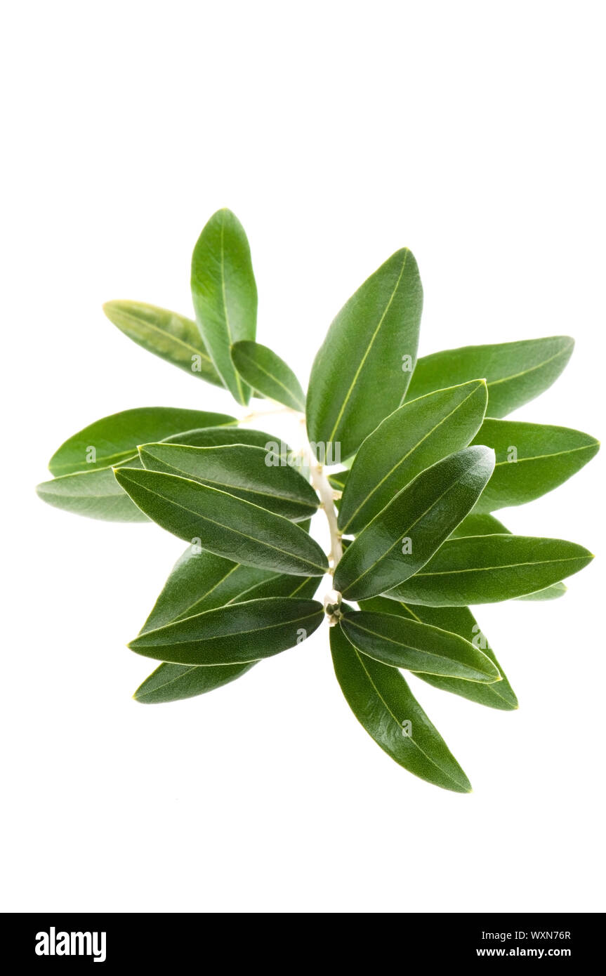 Fresh olive branch leaves isolated on white background Stock Photo - Alamy