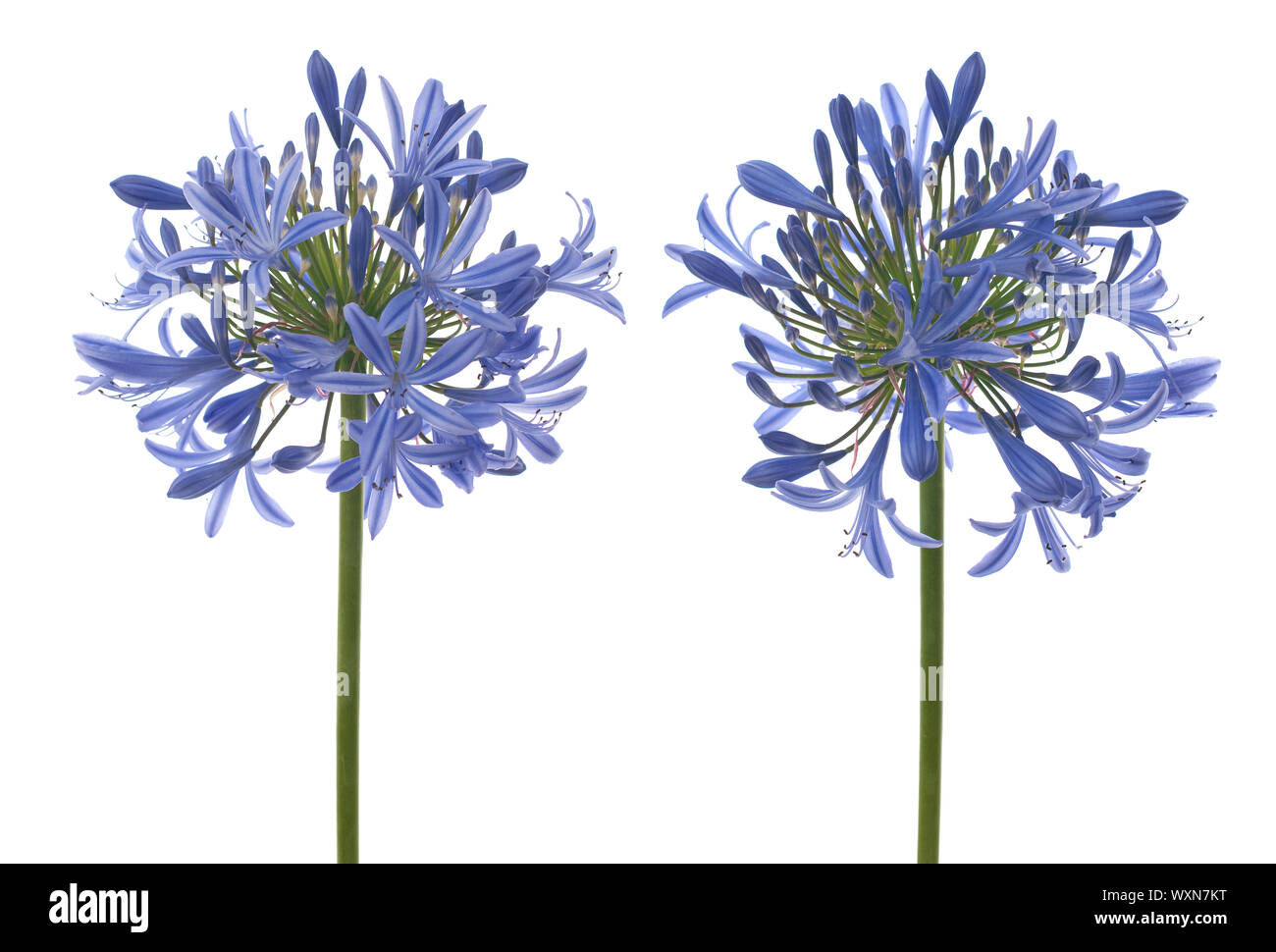 Agapanthus blooms with umbrella like flower clusters of funnel shaped ...