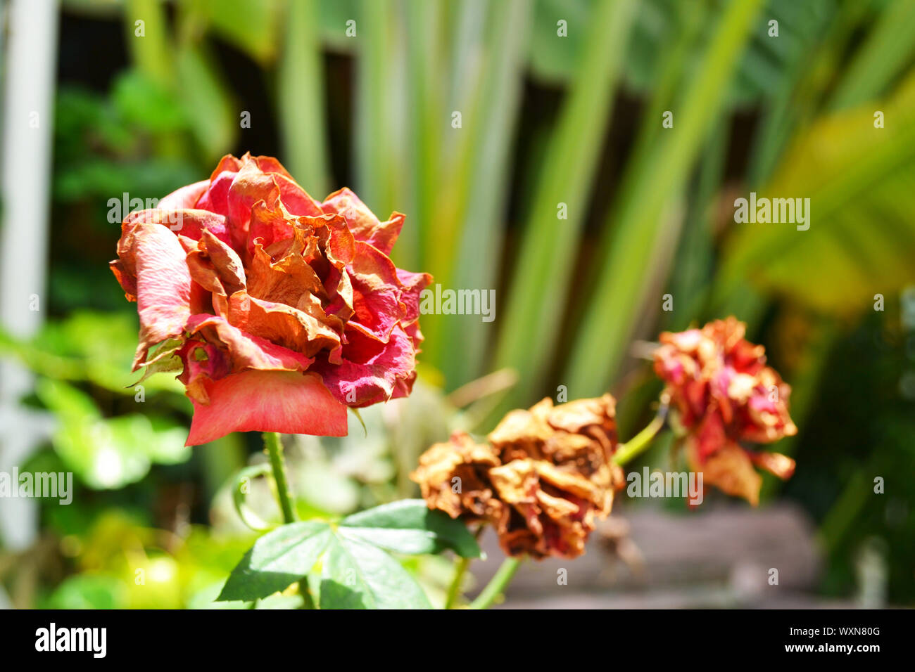 Withered roses ike heartbreak Stock Photo - Alamy