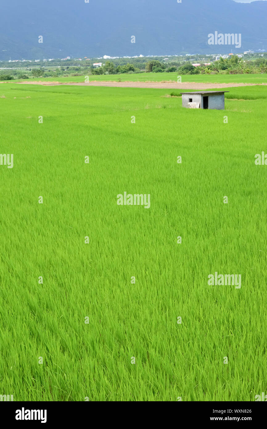 Rice farm in the country, Hualien, Taiwan, Asia Stock Photo - Alamy