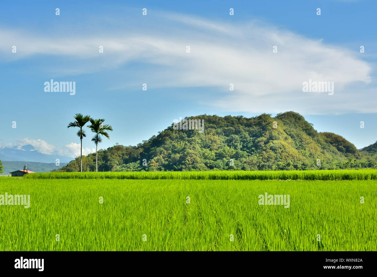 Rice farm in the country, Hualien, Taiwan, Asia Stock Photo - Alamy