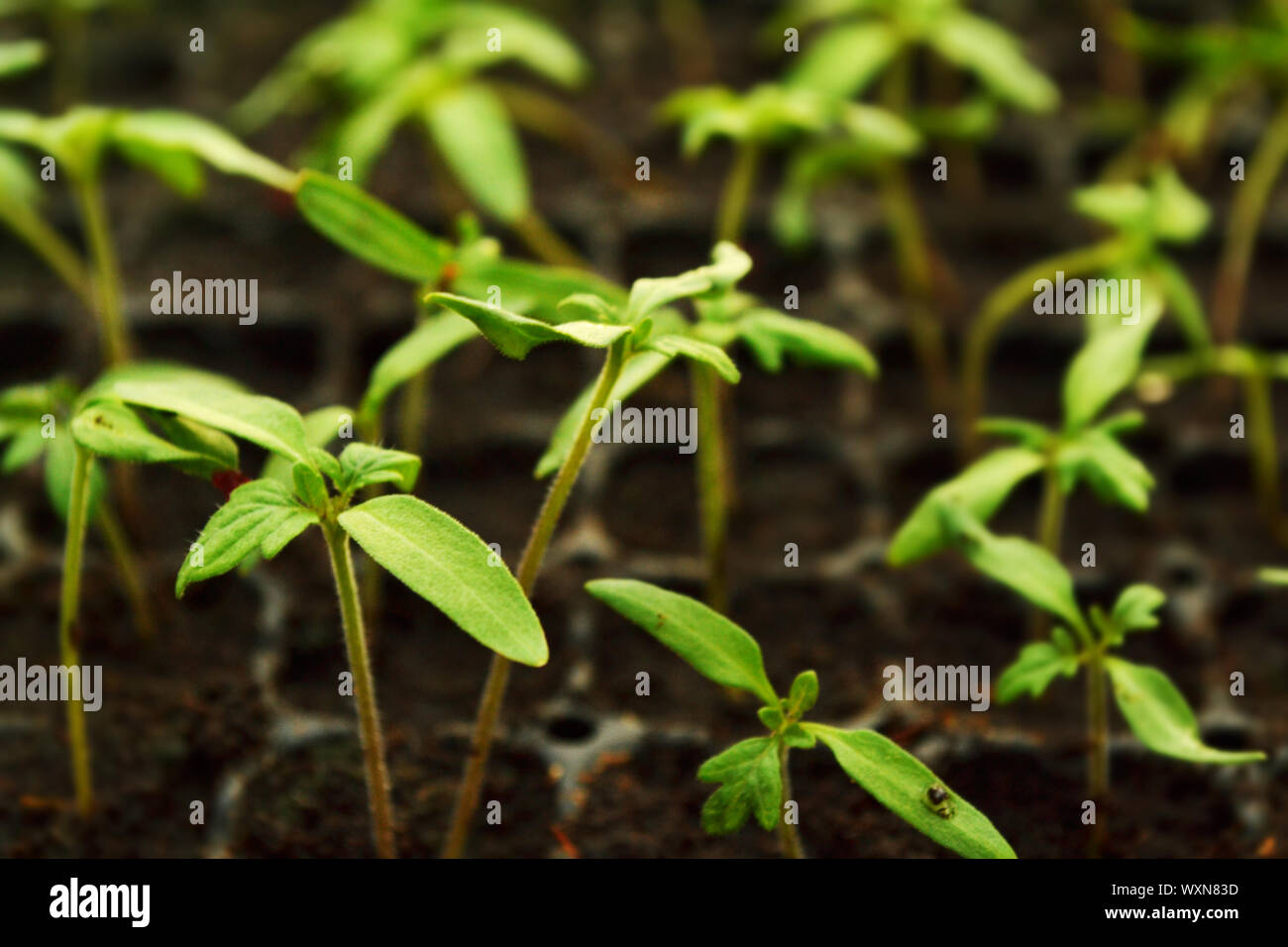 Propagation of plants in pots Stock Photo - Alamy