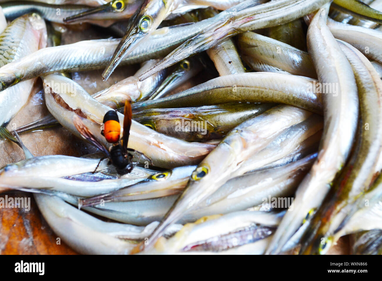 Fish dissection hi-res stock photography and images - Alamy