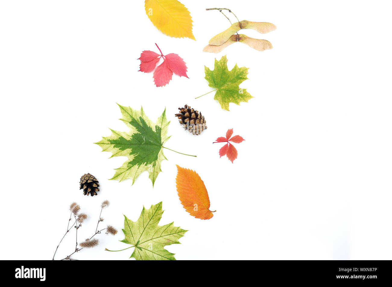 Isolated autumn leaves and cones on white background. fall flat lay ...