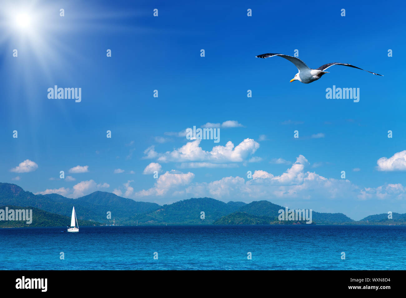 Coastal view, flying seagull and shining sun Stock Photo - Alamy