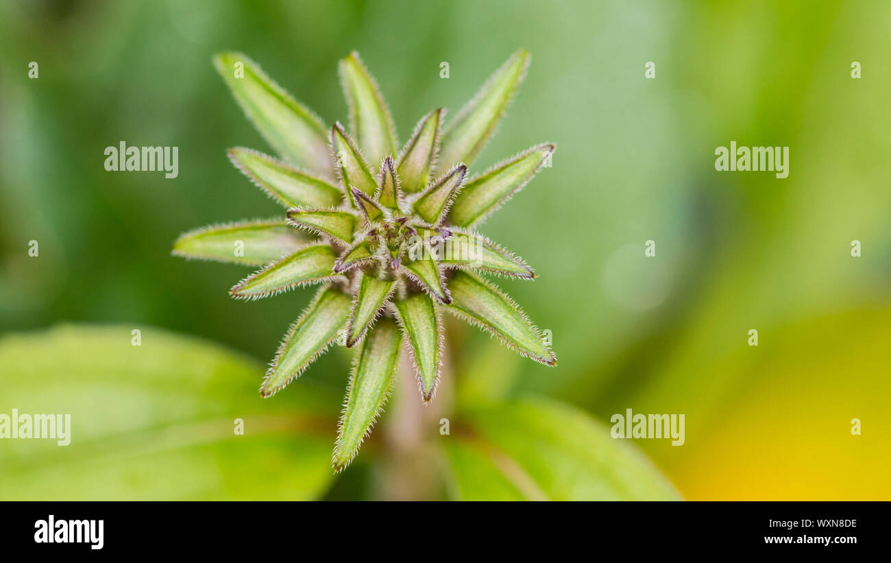 Coneflower Bud Stock Photos & Coneflower Bud Stock Images - Alamy