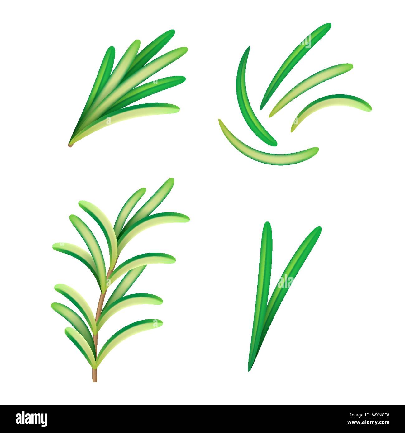 Realistic fresh rosemary herb Cut Out Stock Images & Pictures - Alamy
