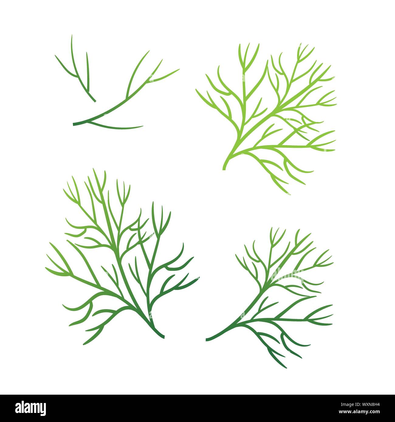 Realistic fresh dill leaf herb. Isolated flat vector element for ...