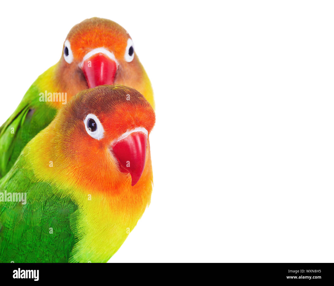 Pair of lovebirds agapornis-fischeri isolated on white Stock Photo - Alamy