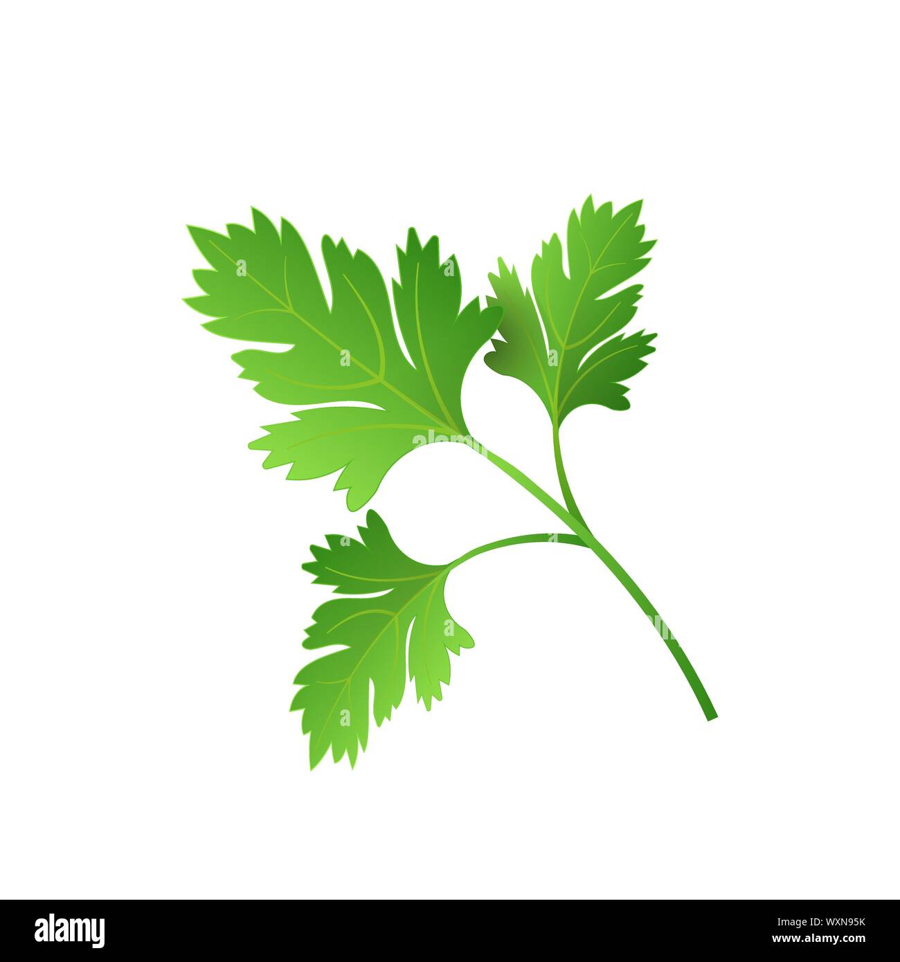 Realistic fresh parsley leaf herb. Isolated flat vector element for ...