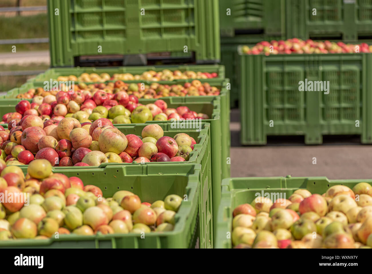 Apples growing in container hi-res stock photography and images - Alamy