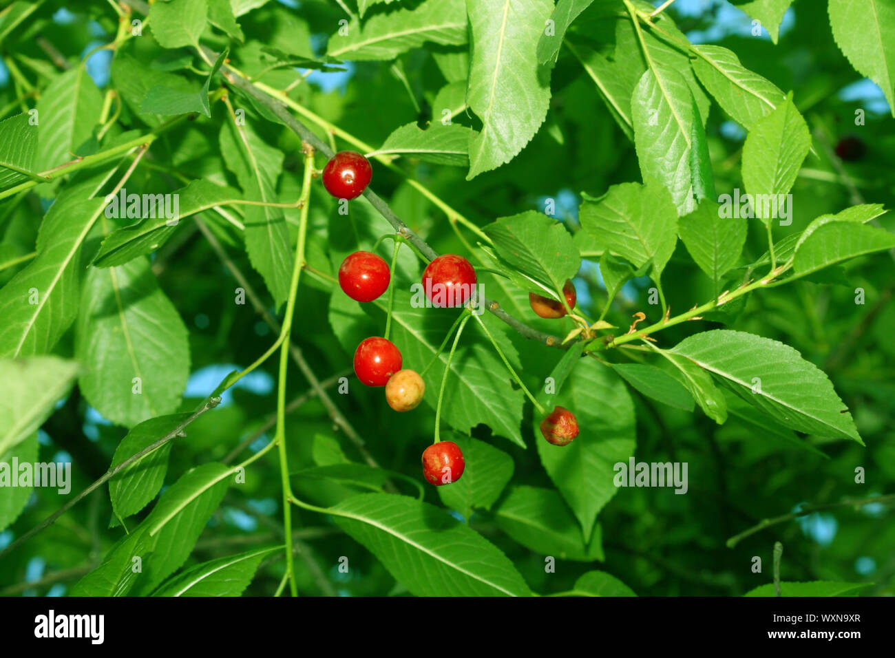 wild sweet cherry on nature background Stock Photo - Alamy