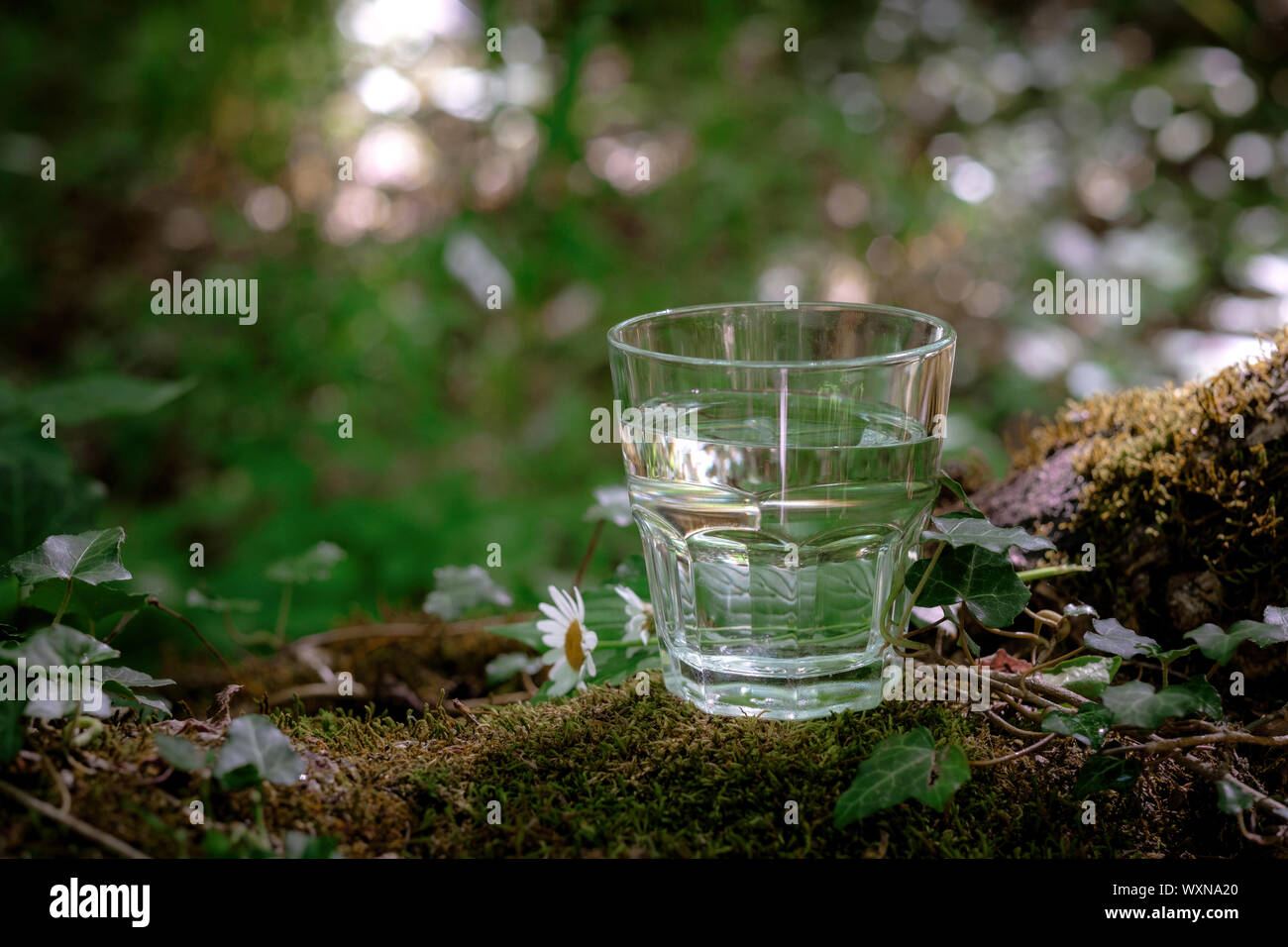 A glass of clean water, on the nature in the forest and river. Concept ...