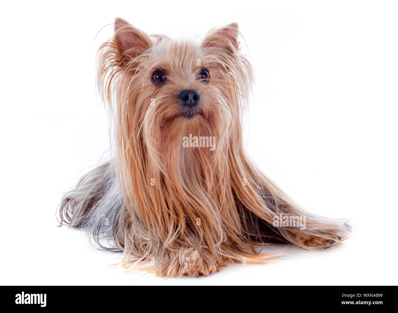 portrait of a purebred yorkshire terrier in front of white background ...