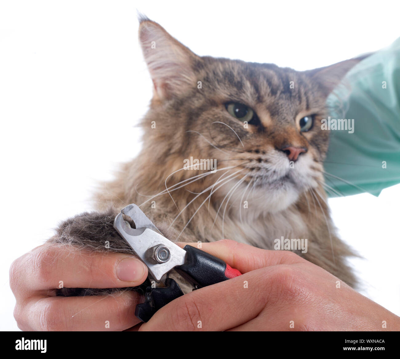 cutting the nails of a maine coon cat on a white background Stock Photo ...