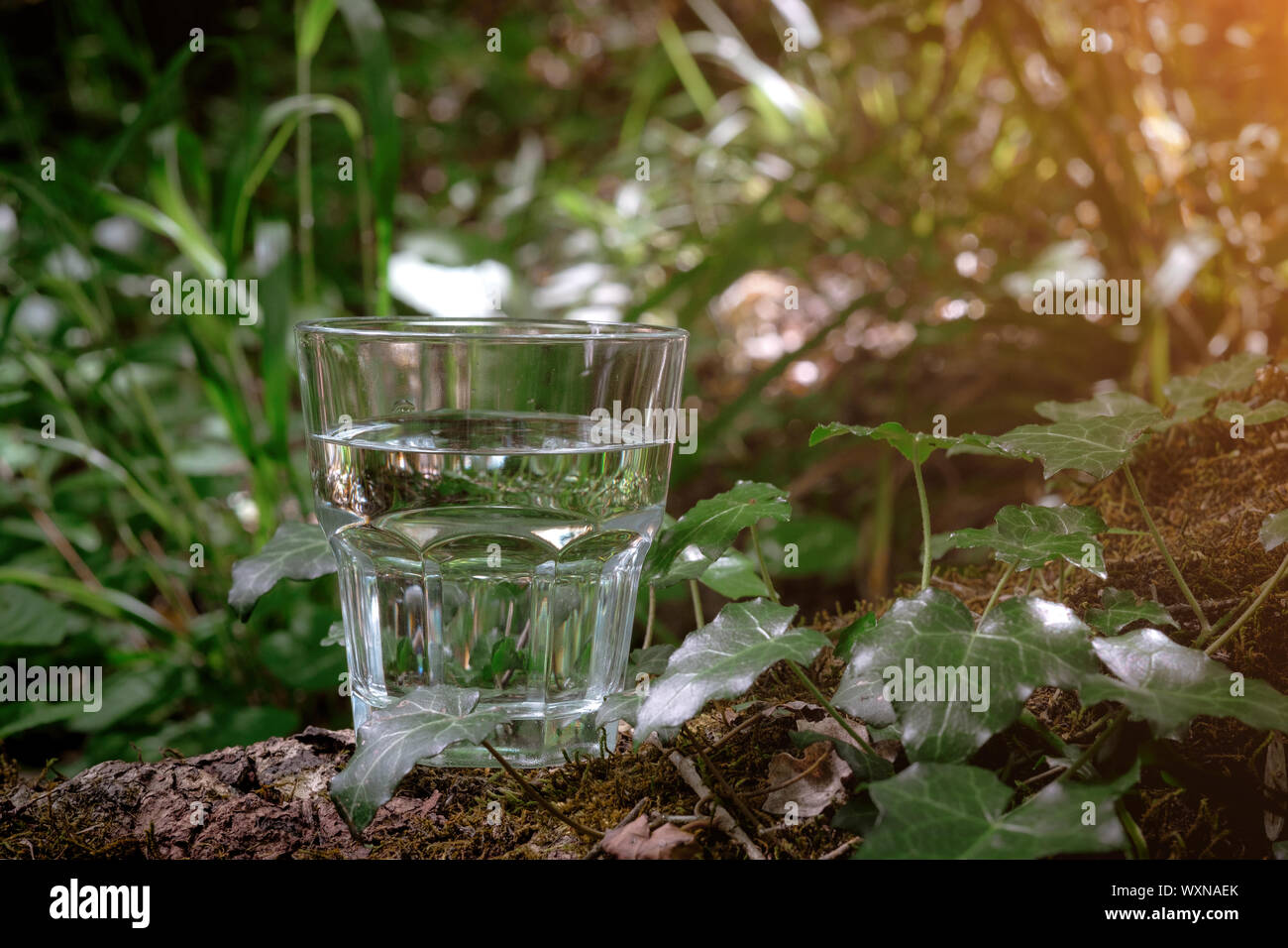 A glass of clean water, on the nature in the forest and river. Concept ...