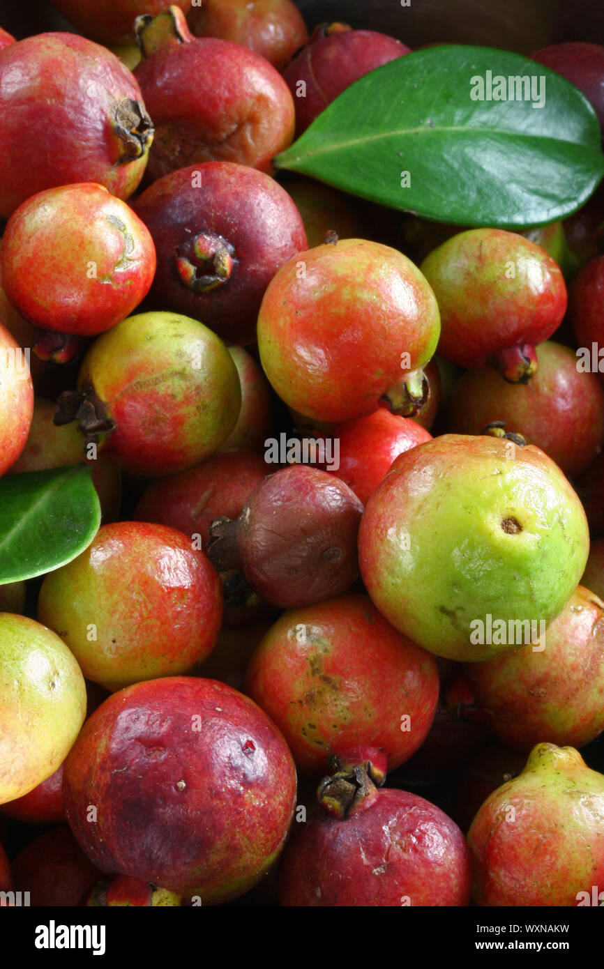 Food fruit guavas hi-res stock photography and images - Alamy