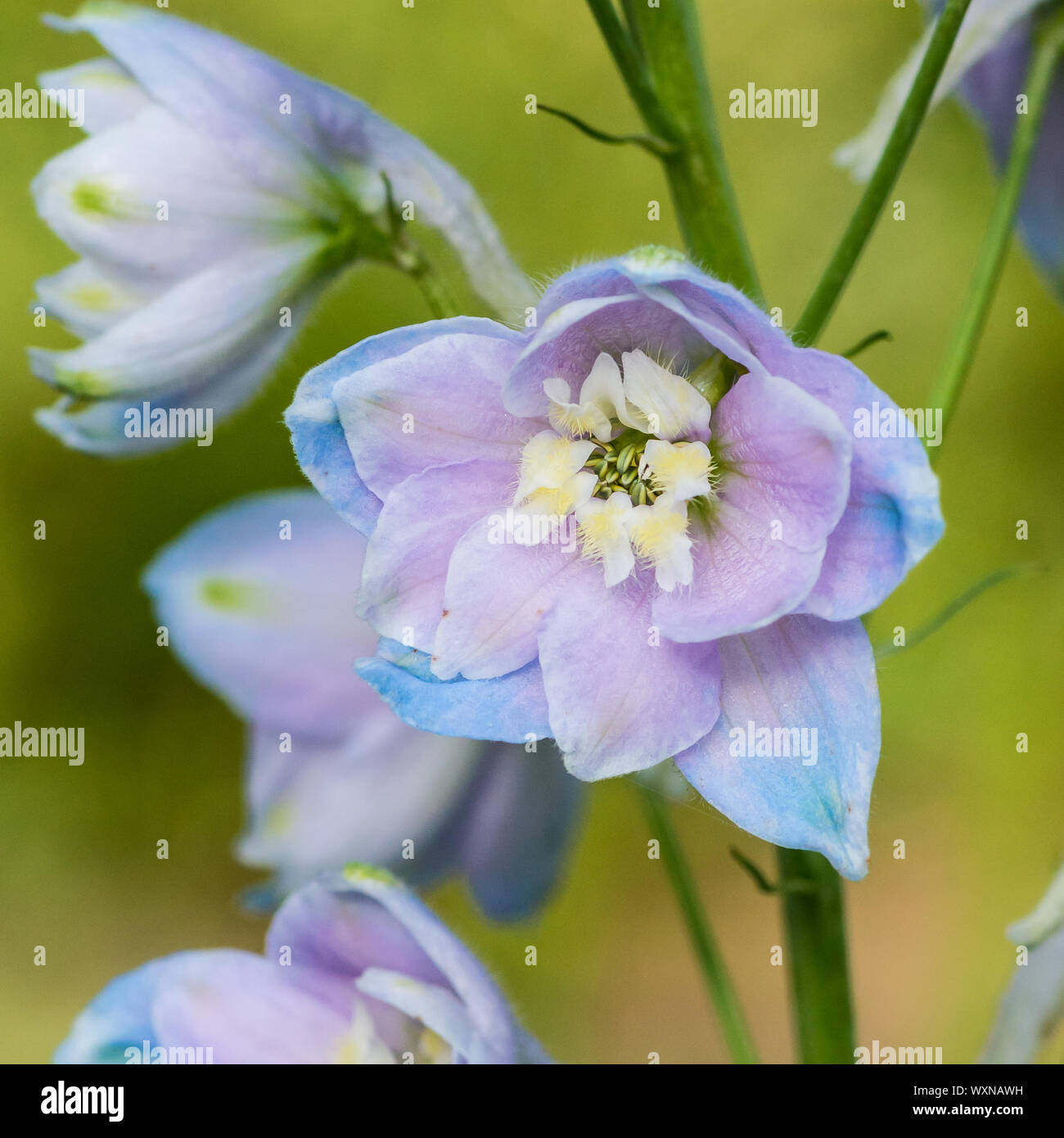 Pale blue delphinium hi-res stock photography and images - Alamy