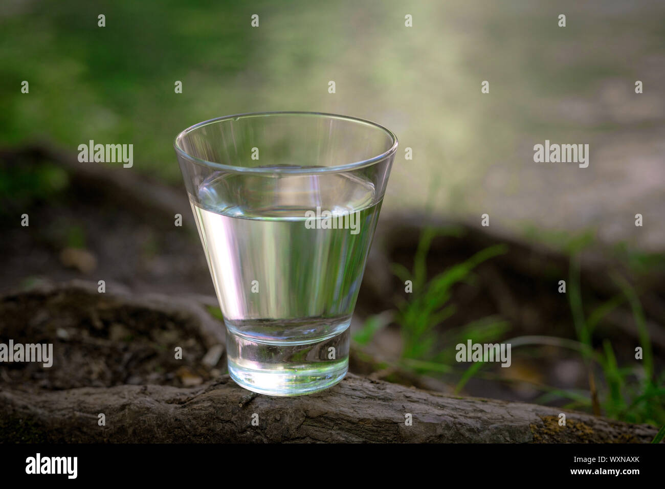 A glass of clean water, on the nature in the forest and river. Concept ...
