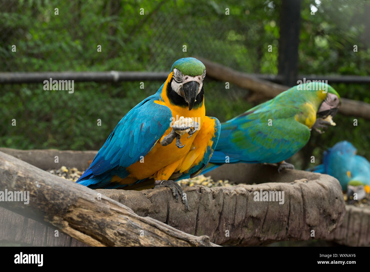 parrot bird sitting on the perch Stock Photo - Alamy