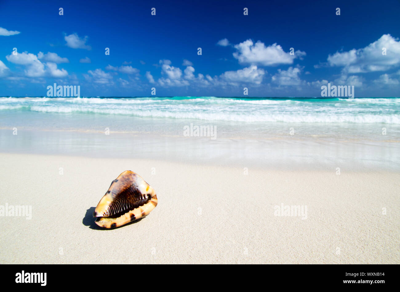 Seashell on the caribbean beach Stock Photo - Alamy
