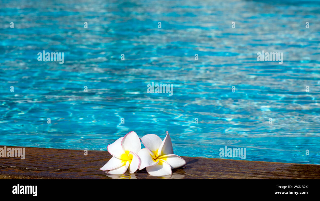 Tropical flower Plumeria on swimming pool Stock Photo - Alamy