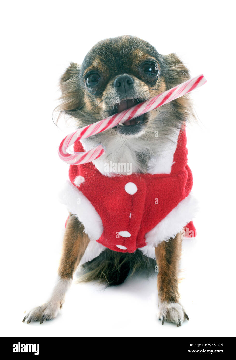 dressed chihuahua with candy in front of white background Stock Photo ...