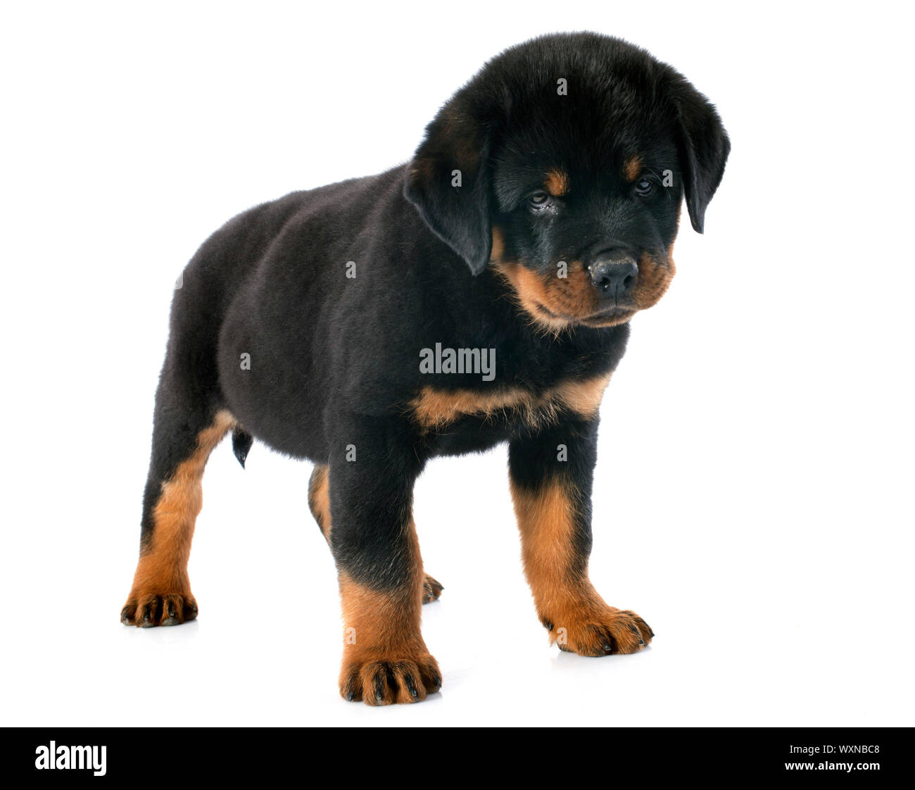 portrait of a purebred puppy rottweiler in front of white background ...