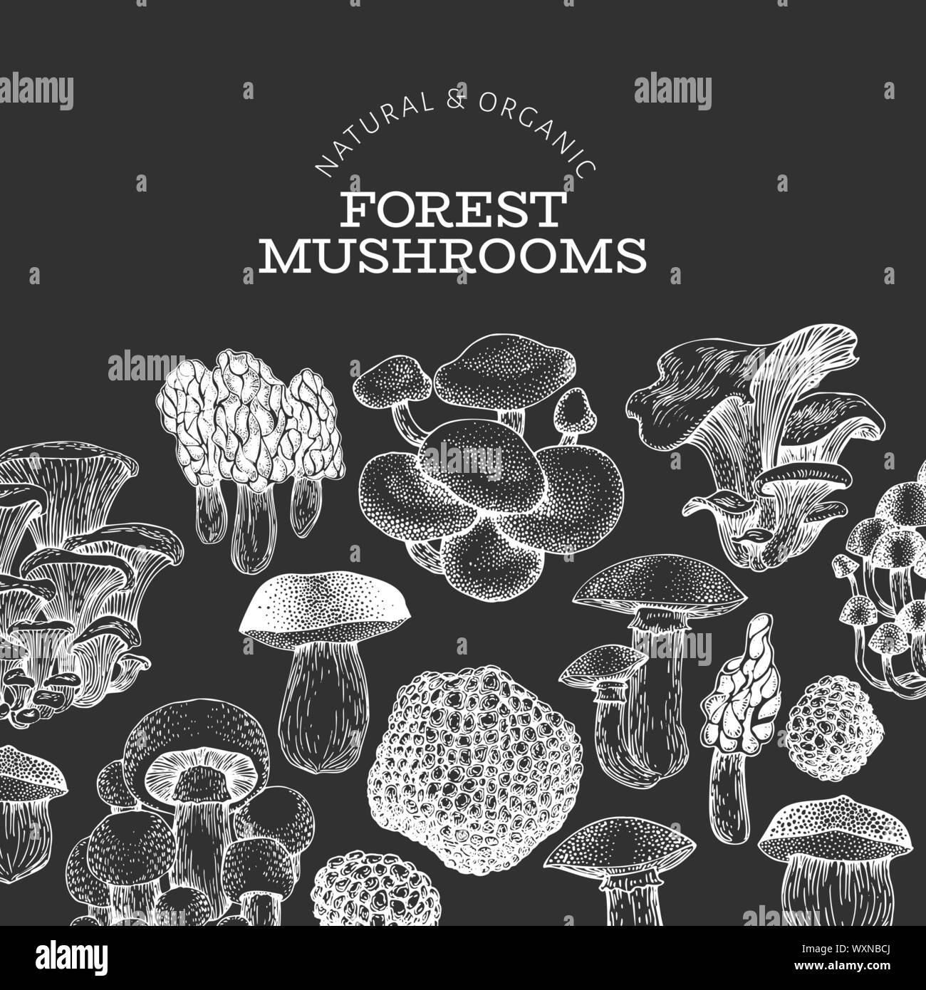 Mushroom design template. Hand drawn vector food illustration on chalk ...